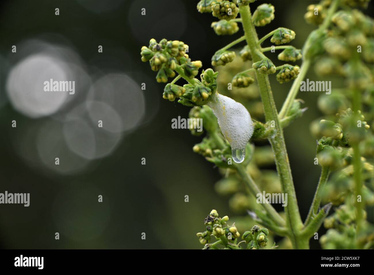 Spit Bug High Resolution Stock Photography and Images - Alamy