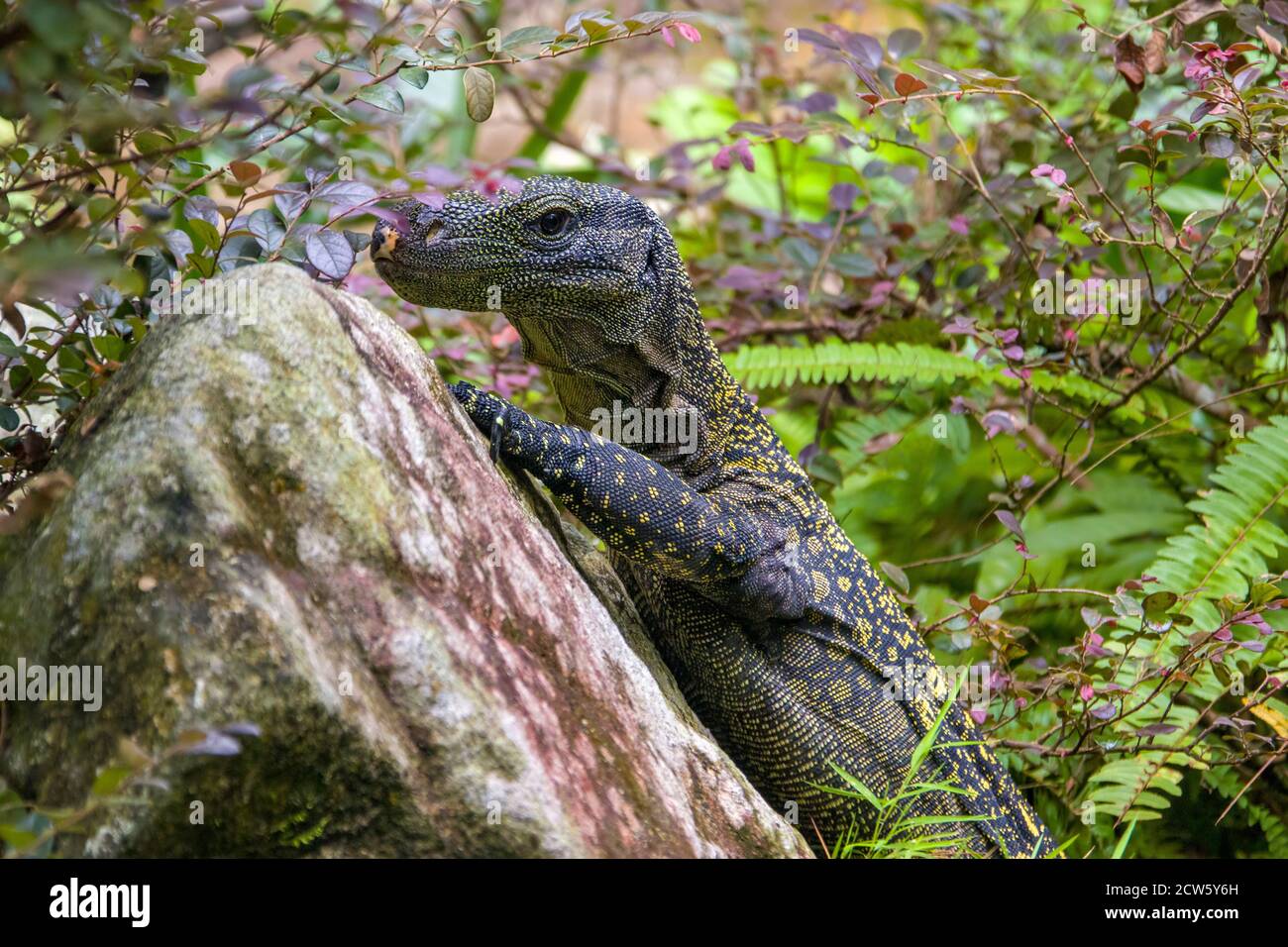Salvadori's monitor (Varanus salvadorii) is one of the longest lizards ...
