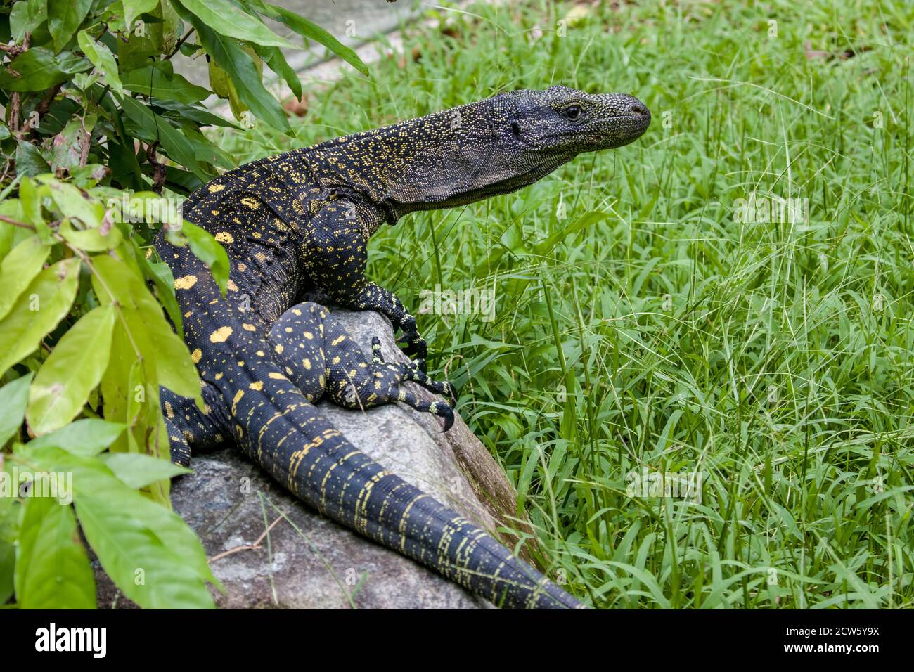 Salvadoris monitor varanus salvadorii hi-res stock photography and ...