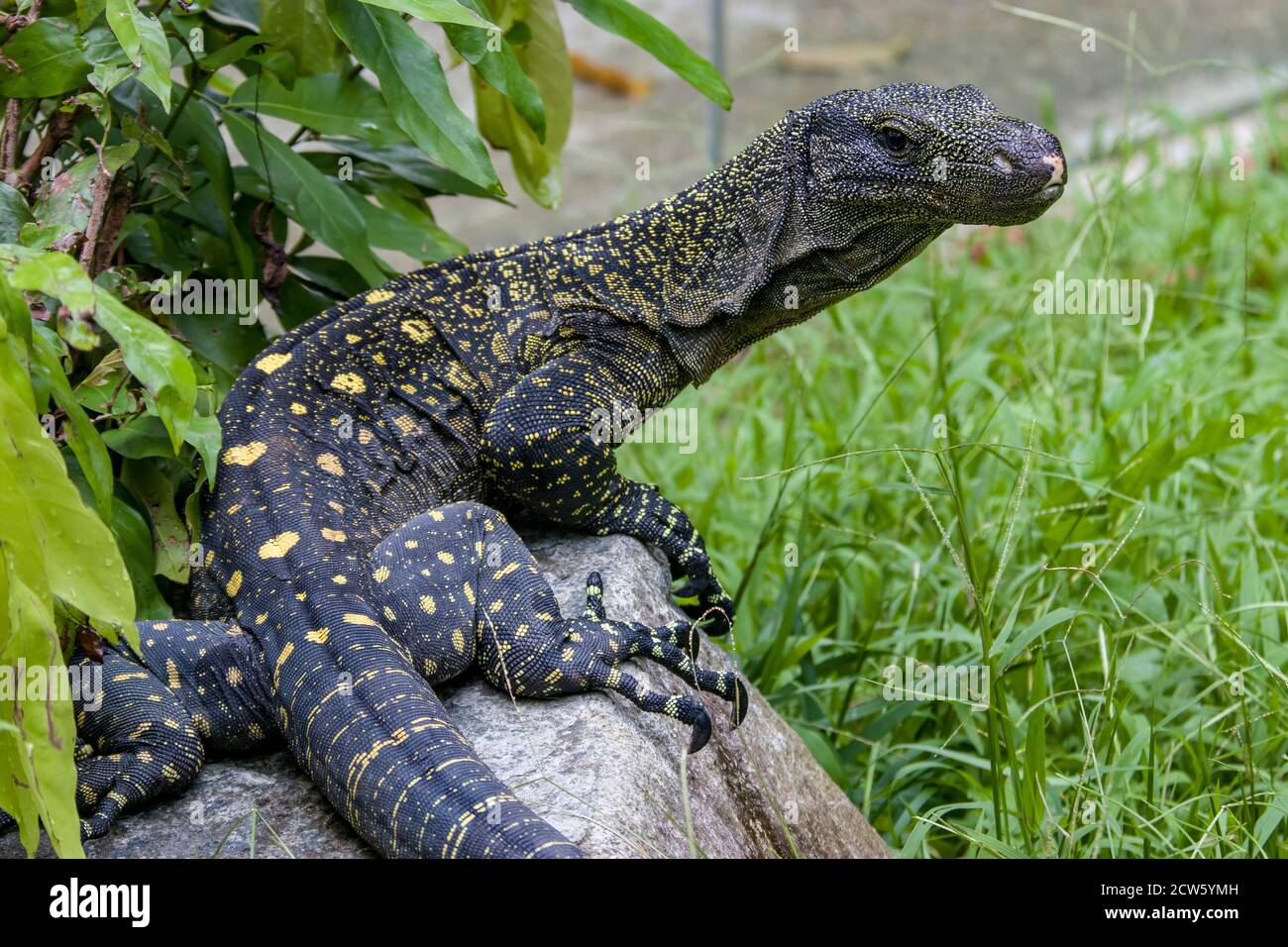 Salvadori's monitor (Varanus salvadorii) is one of the longest lizards ...