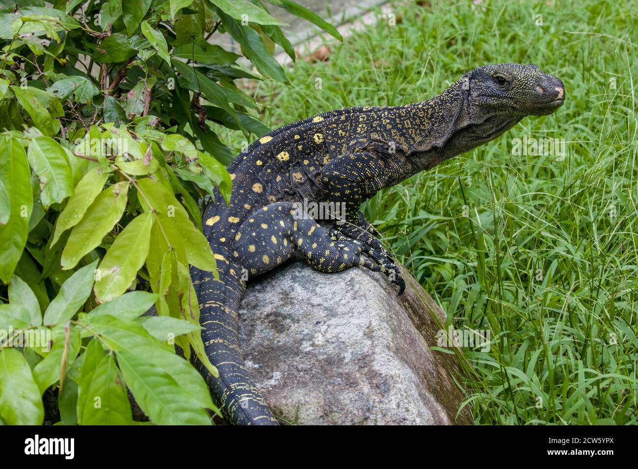 Salvadori's monitor (Varanus salvadorii) is one of the longest lizards ...