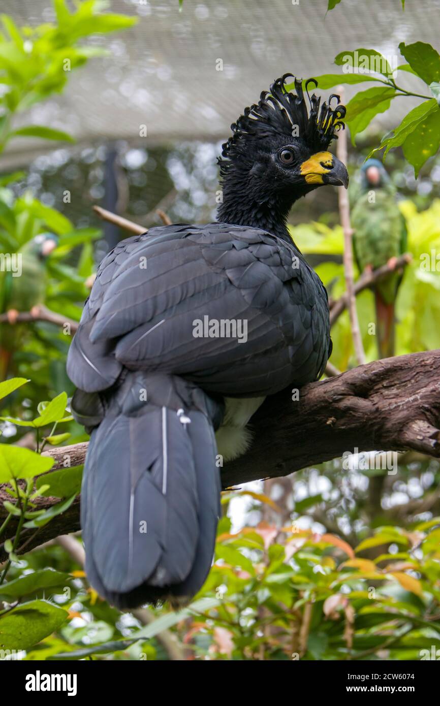 A male bare-faced curassow (Crax fasciolata). It is a species of bird ...