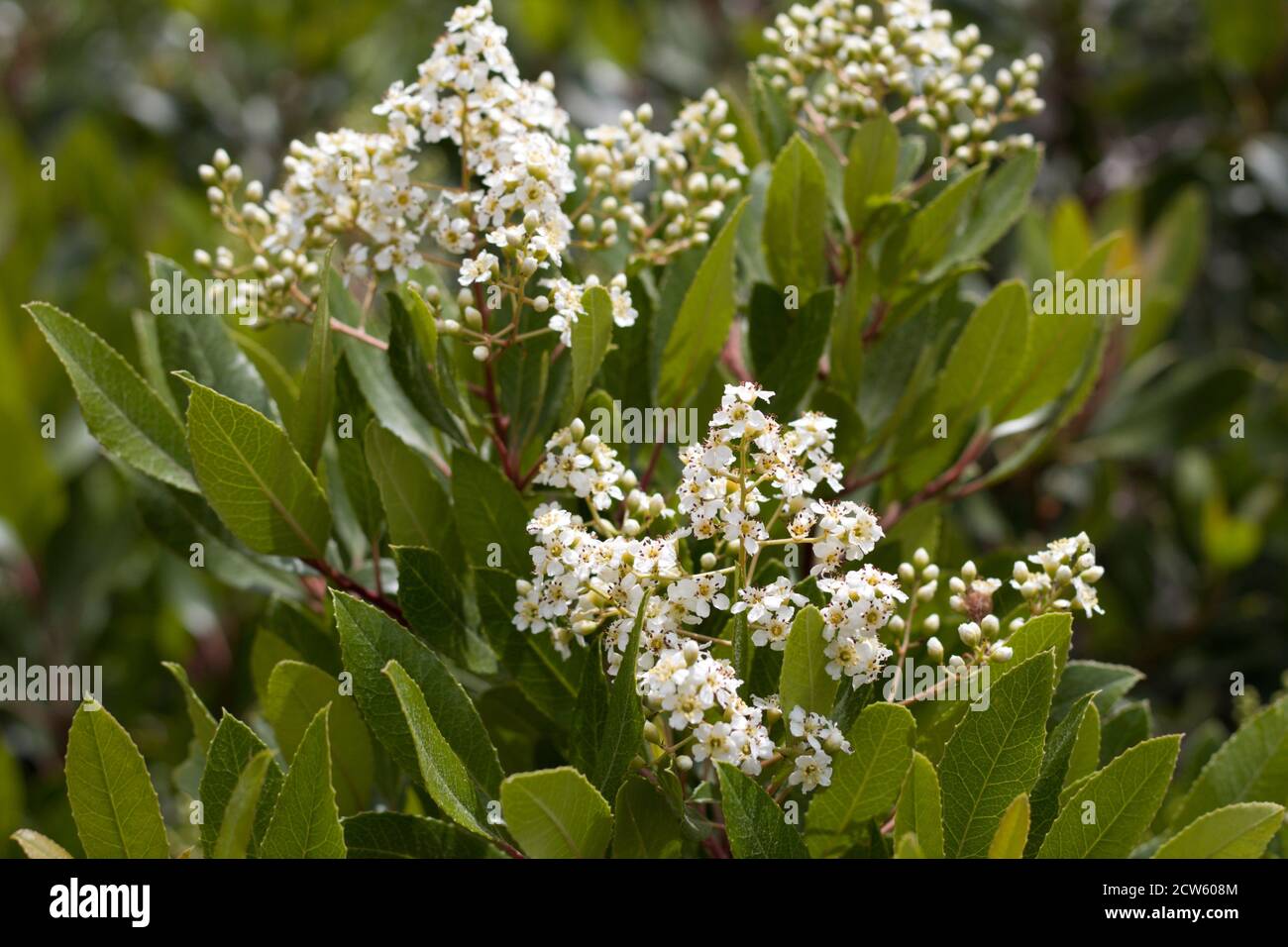 Heteromeles Arbutifolia Leaf