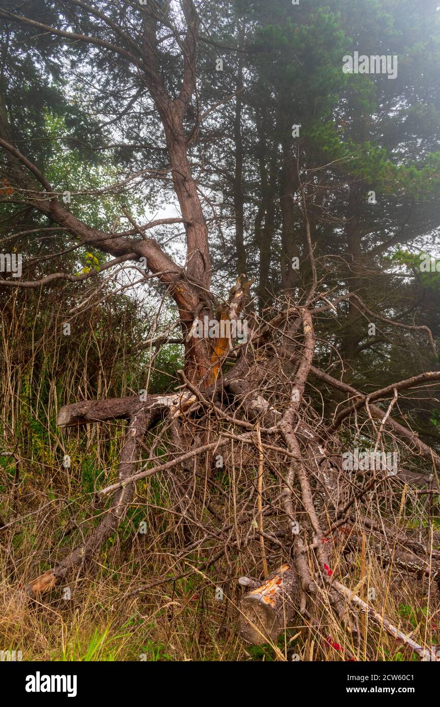 Fallen Tree With Wildfire Smoke in Background Stock Photo - Alamy
