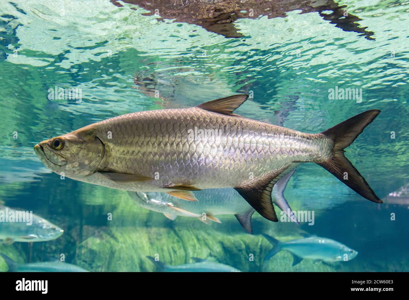 Coastal ray finned fish hi-res stock photography and images - Alamy