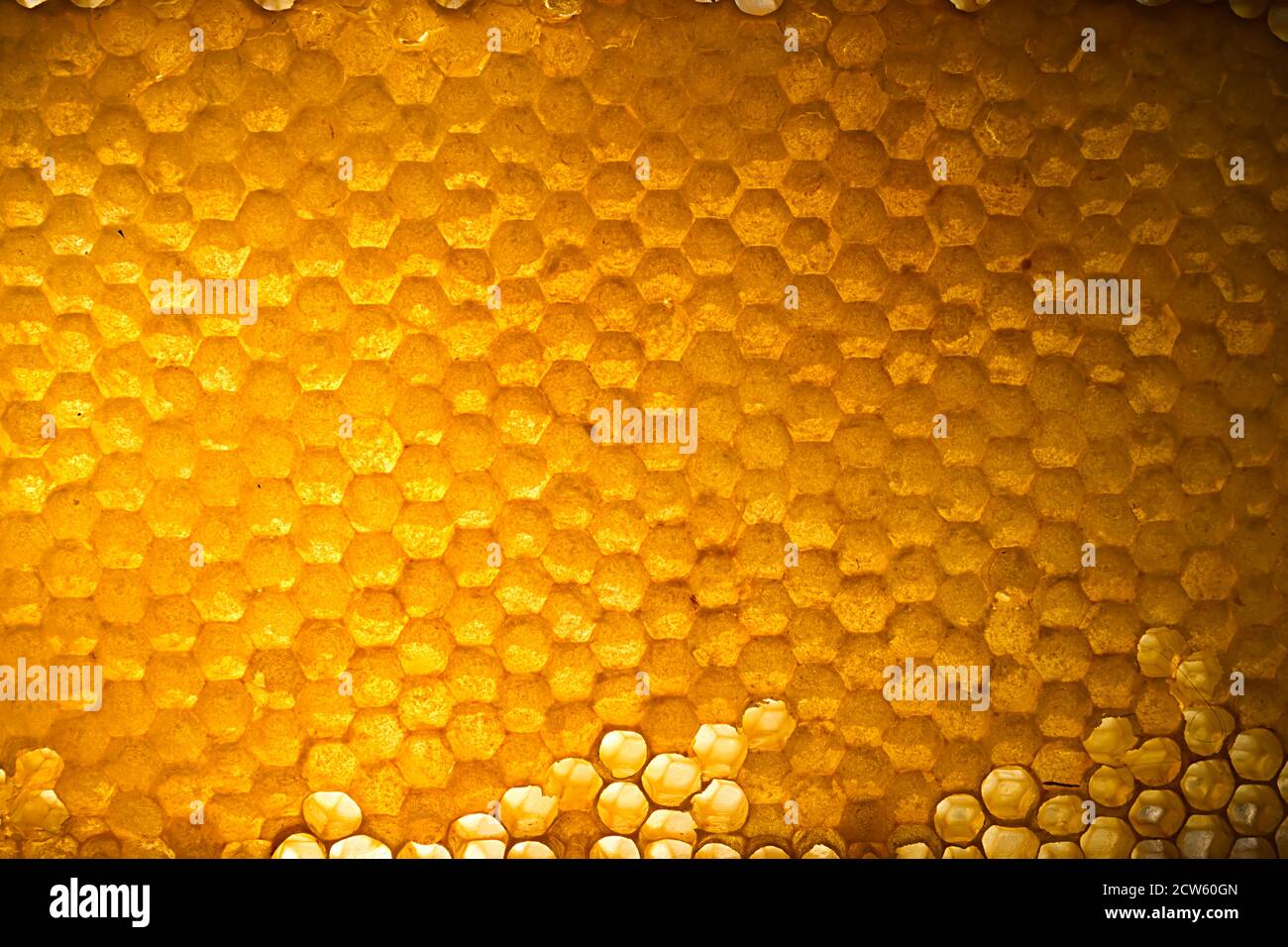Wooden frame with honeycomb full of honey Stock Photo - Alamy