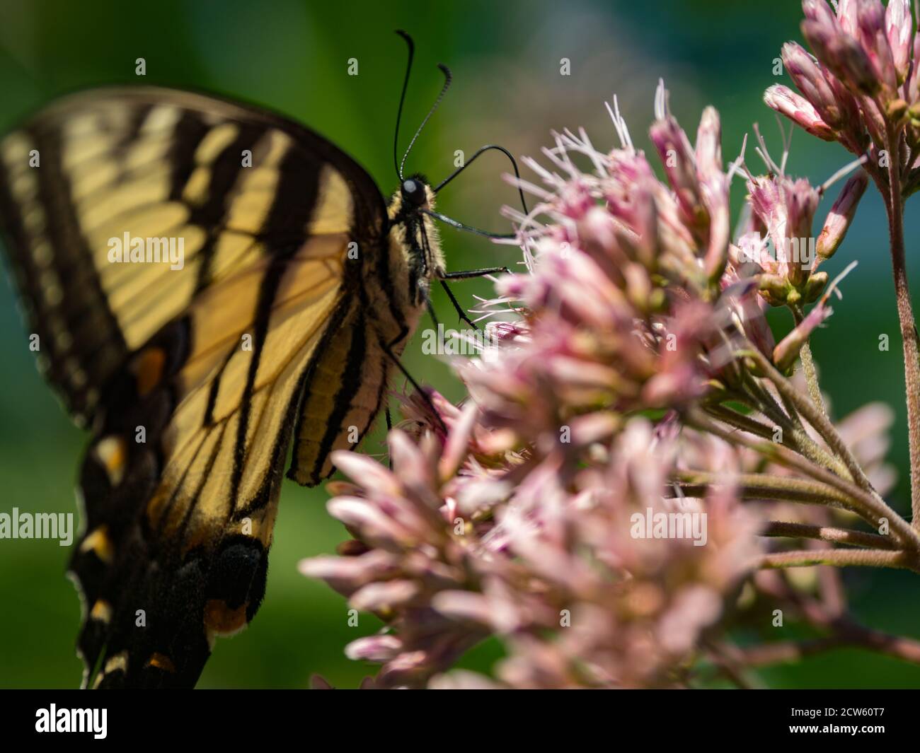 Eastern tiger swallowtail, Papilio glaucus, on Joe Pye Weed in a native ...