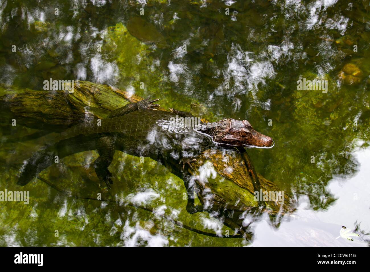 Cuvier's Dwarf Caiman High Resolution Stock Photography and Images - Alamy