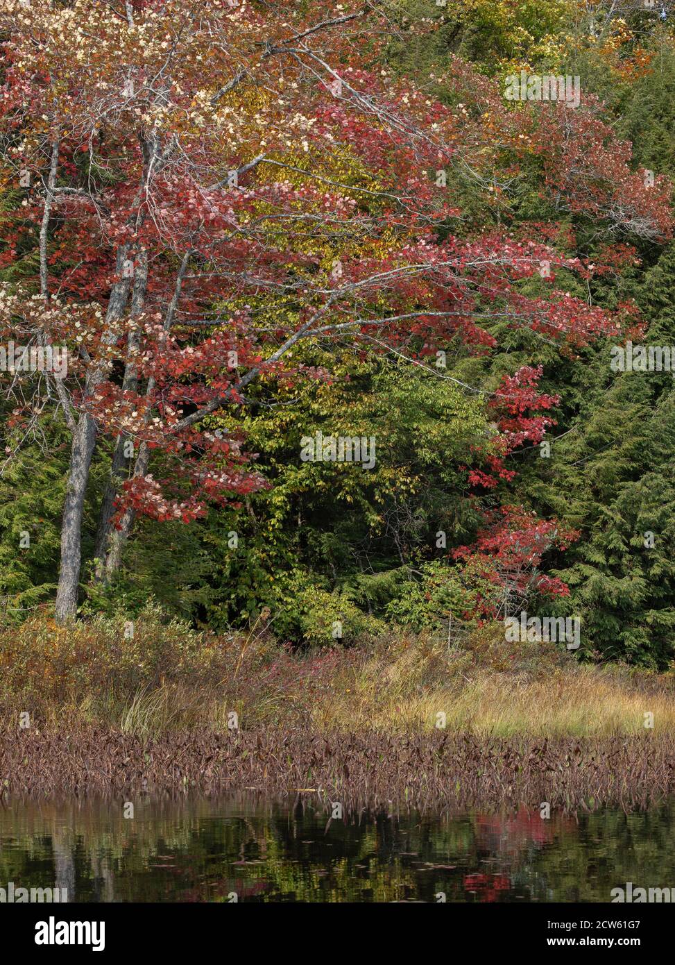 Colourful autumn leaves and grasses in a Muskoka field Stock Photo - Alamy