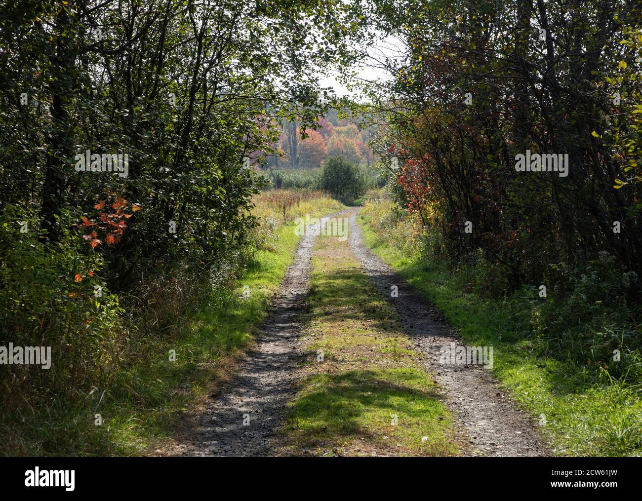 Passageway with green vegetation hi-res stock photography and images ...