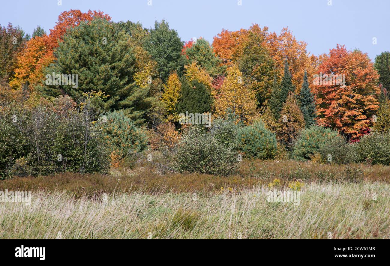Colourful Autumn leaves in Ontario Canada Stock Photo - Alamy