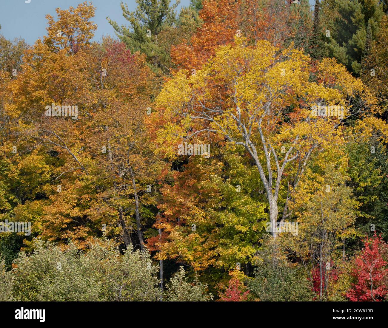 colourful Autumn leaves in Ontario Canada Stock Photo - Alamy