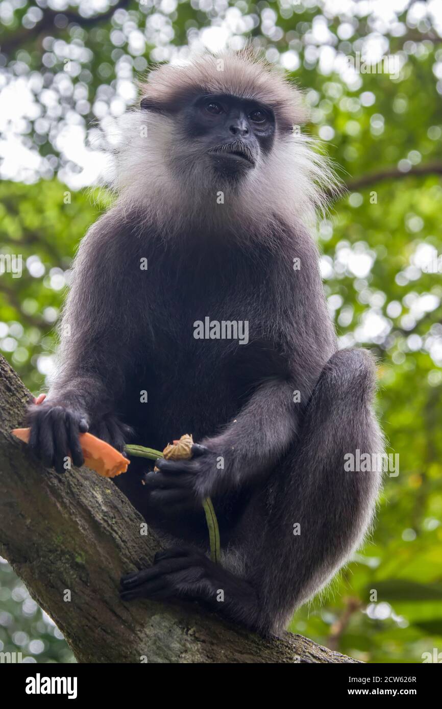 The purple-faced langur (Semnopithecus vetulus) is a species of Old ...