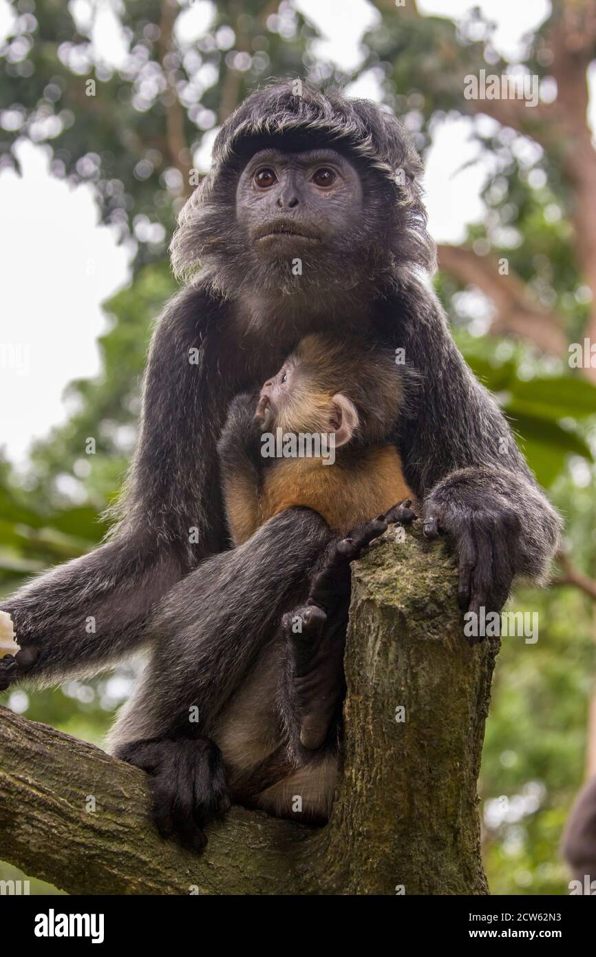 The female Javan lutung (Trachypithecus auratus) and baby's closeup ...