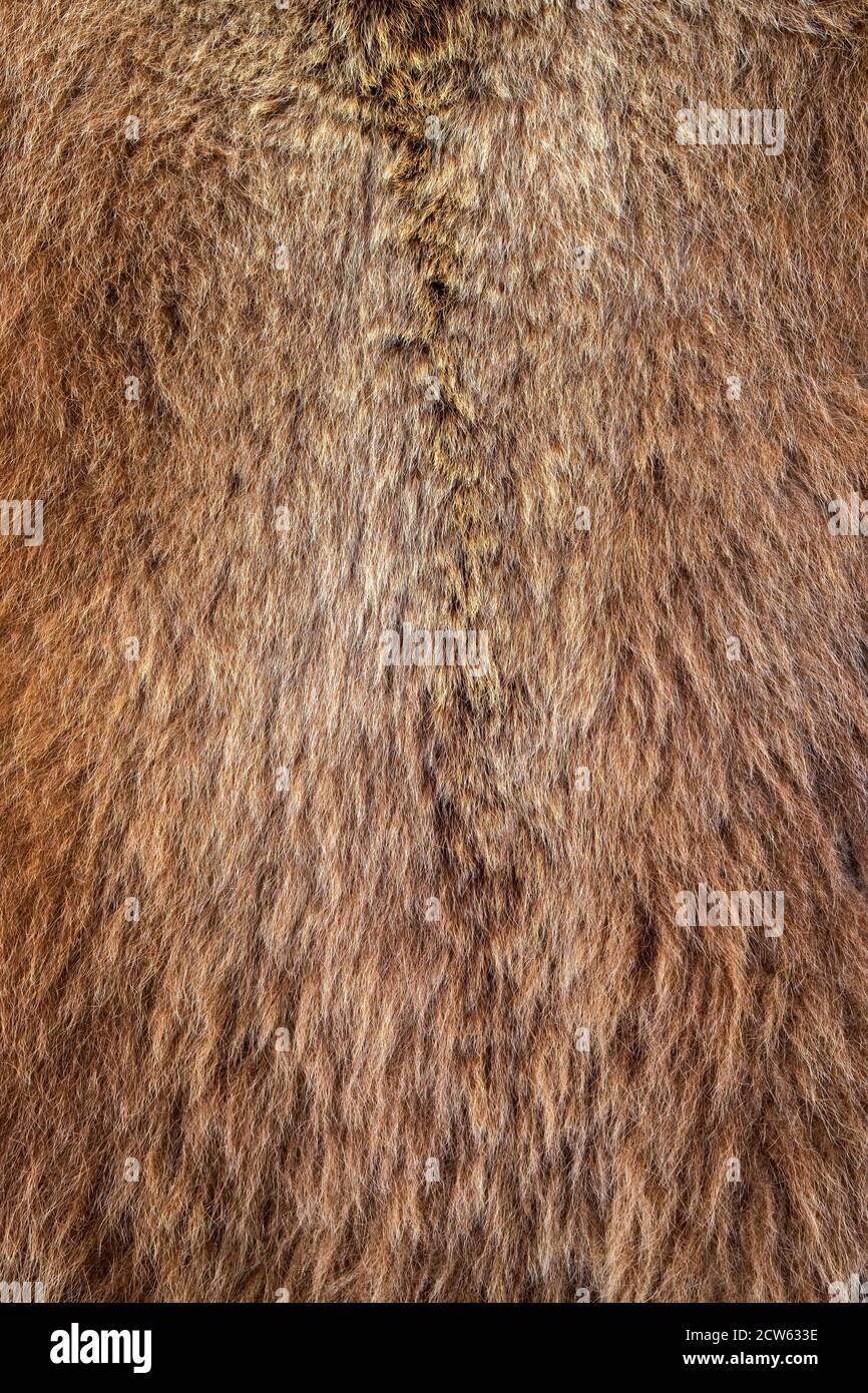 Bear fur texture hi-res stock photography and images - Alamy