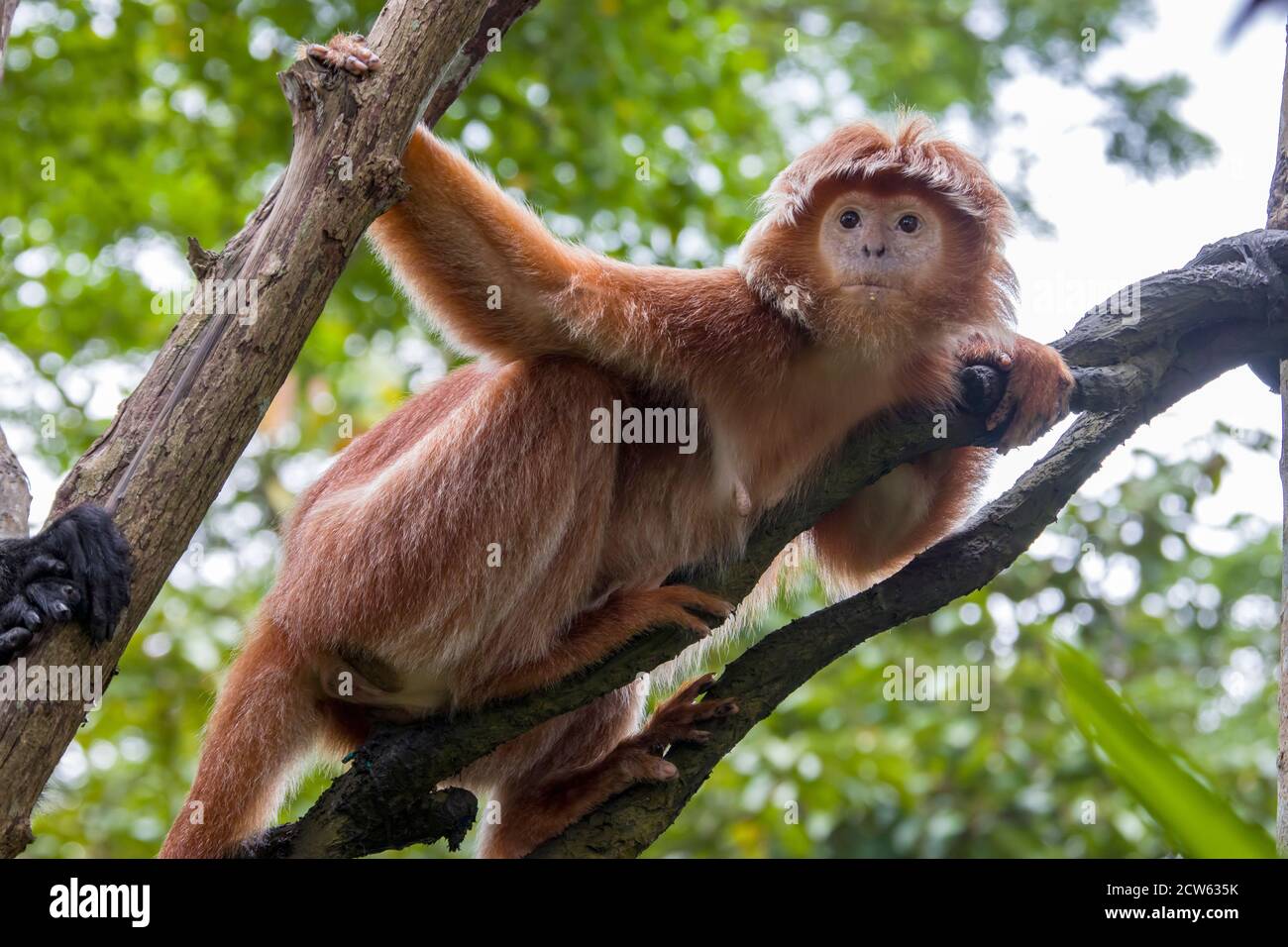 The Javan lutung (Trachypithecus auratus) closeup image, also known as ...