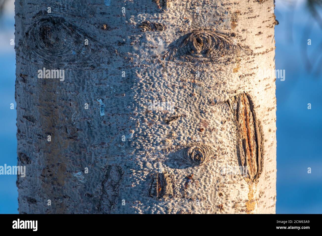 Aspen bark texture. Aspen tree bark detailed texture Stock Photo - Alamy