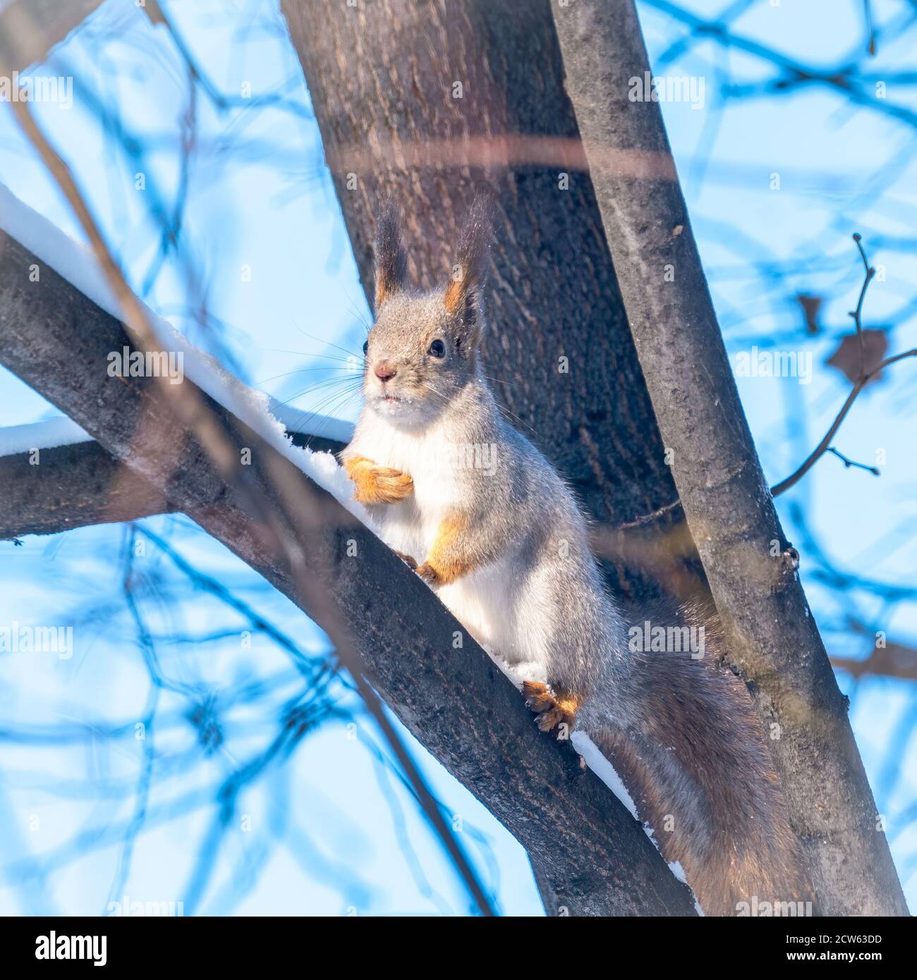 Squirrel in winter sits on a tree branch with snow on blue sky ...