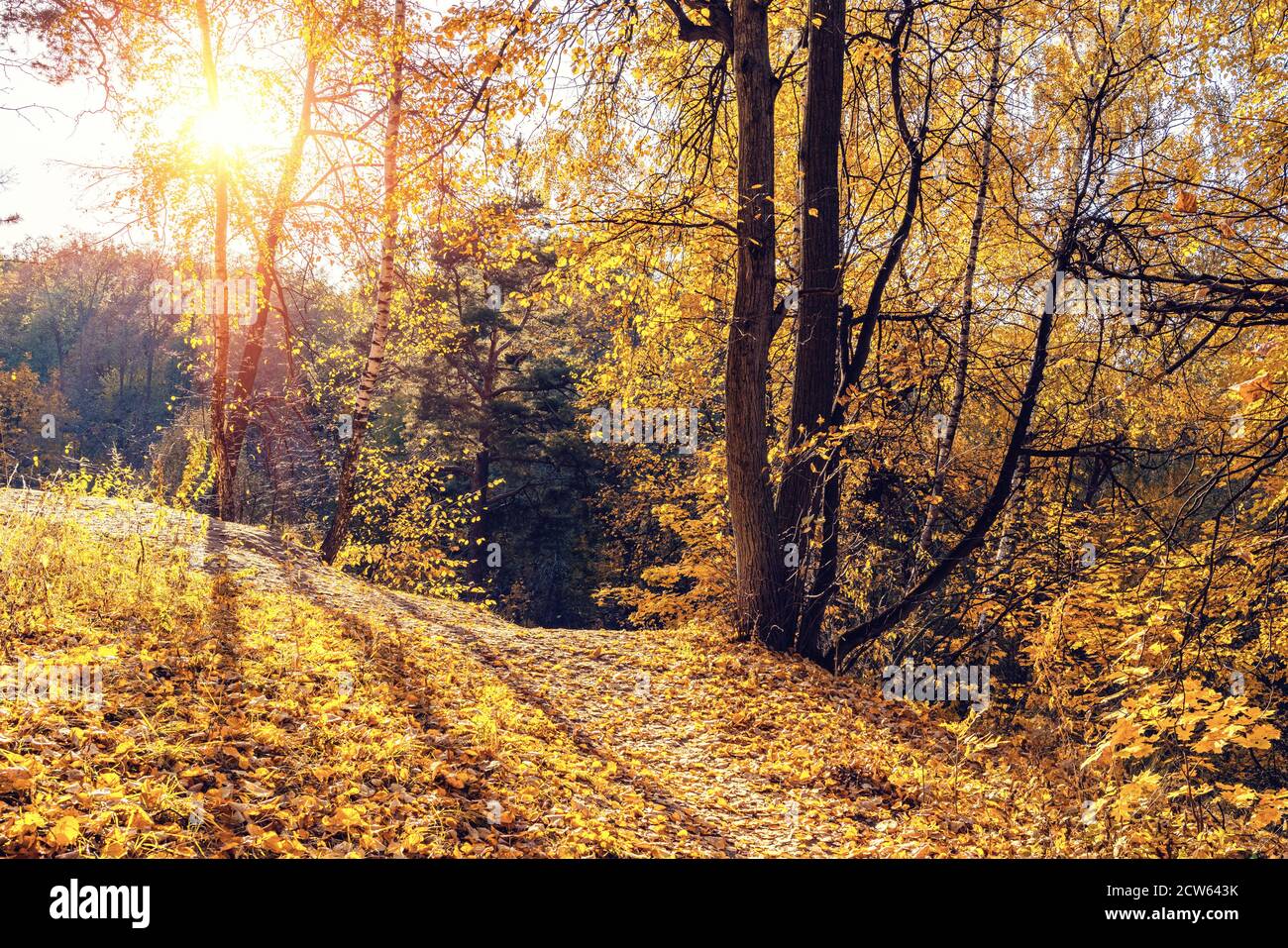 Bright trees in sunny autumn park Stock Photo - Alamy