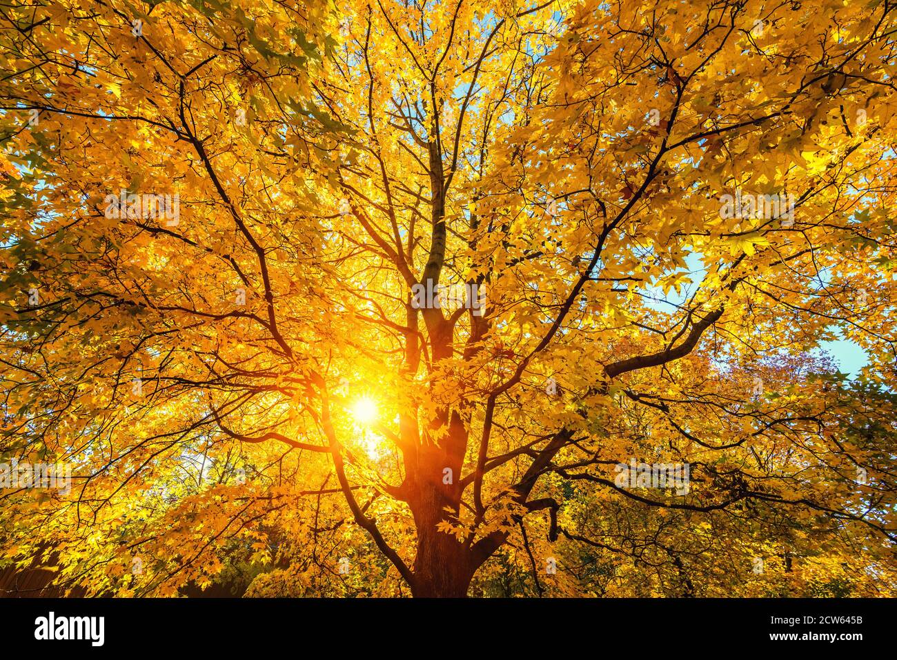 Golden color maple tree hi-res stock photography and images - Alamy