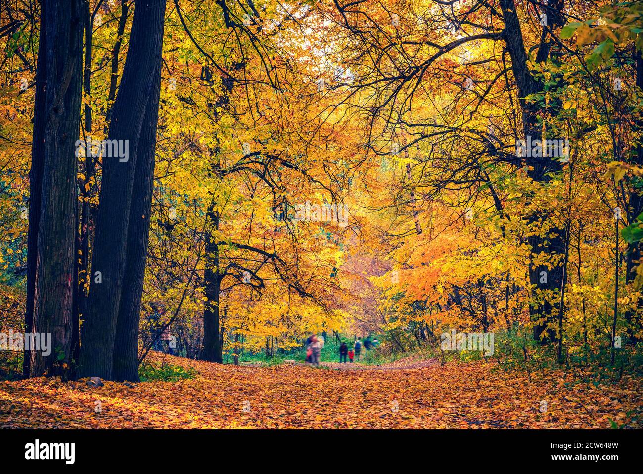 Pathway in the bright autumn forest Stock Photo - Alamy