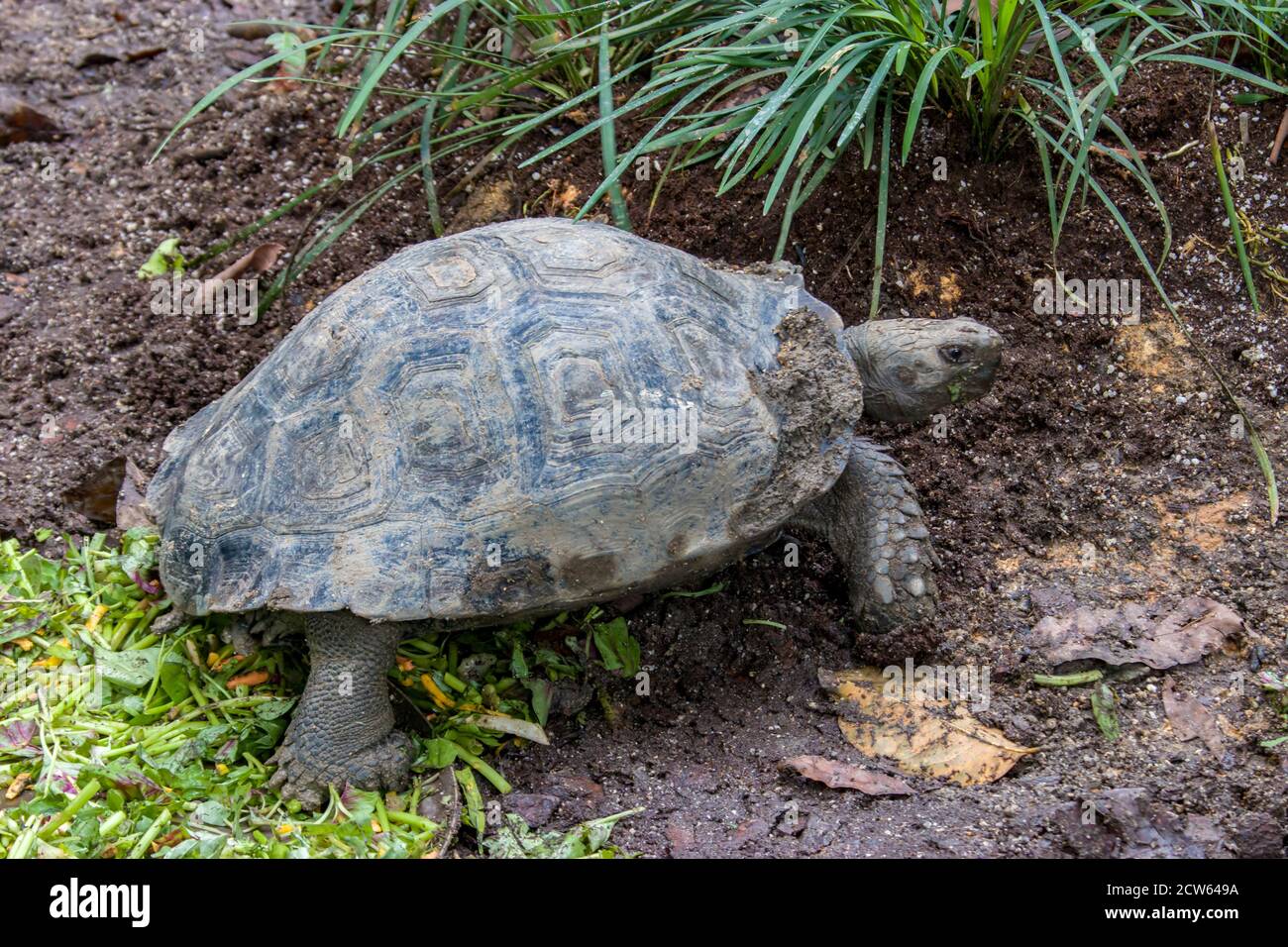 Large southeast asian species hi-res stock photography and images - Alamy
