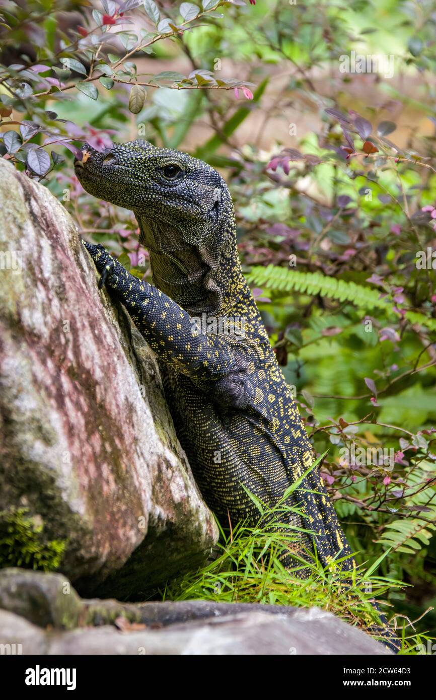Salvadori's monitor (Varanus salvadorii) is one of the longest lizards ...
