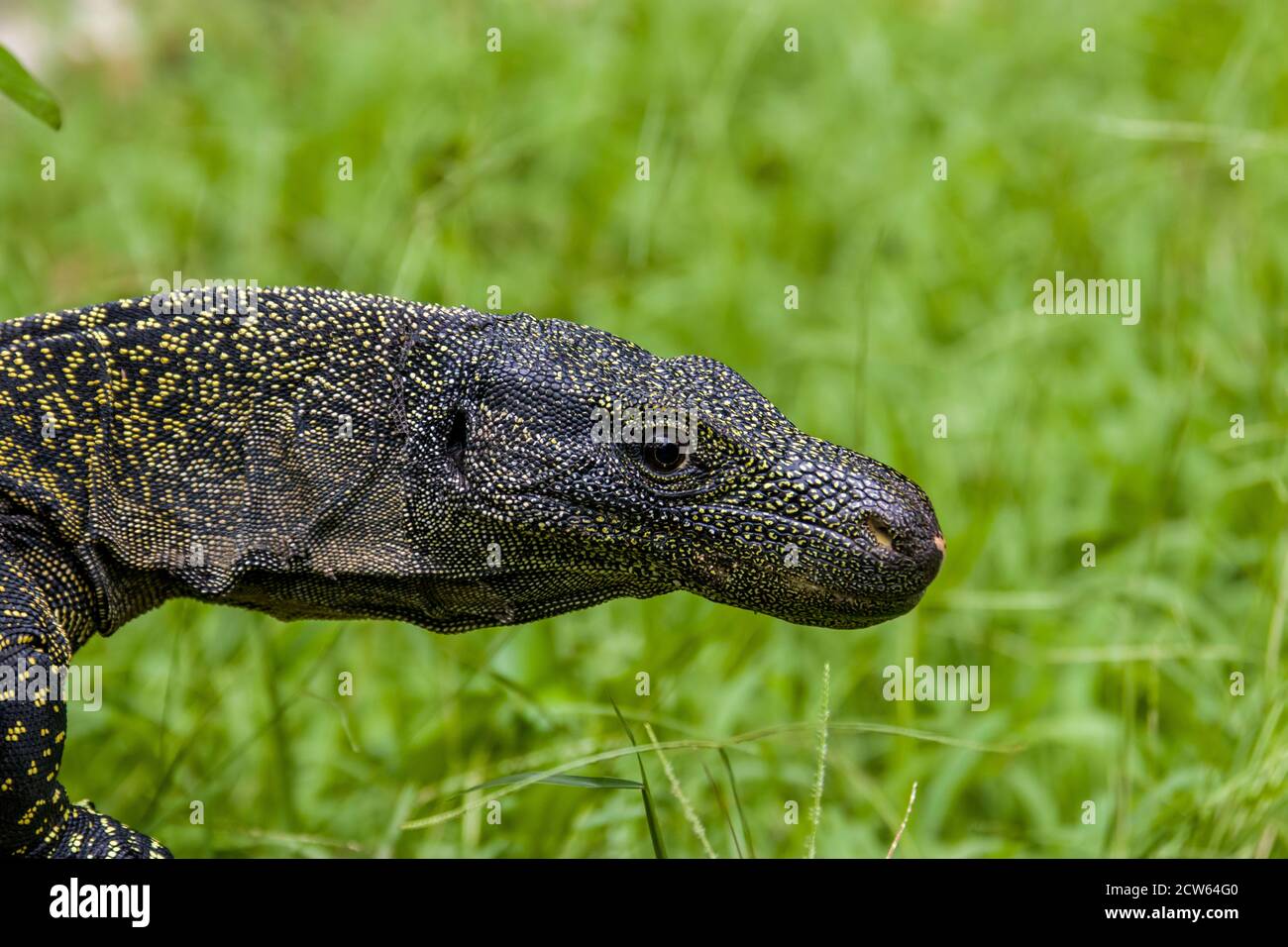 Salvadoris monitor varanus salvadorii hi-res stock photography and ...