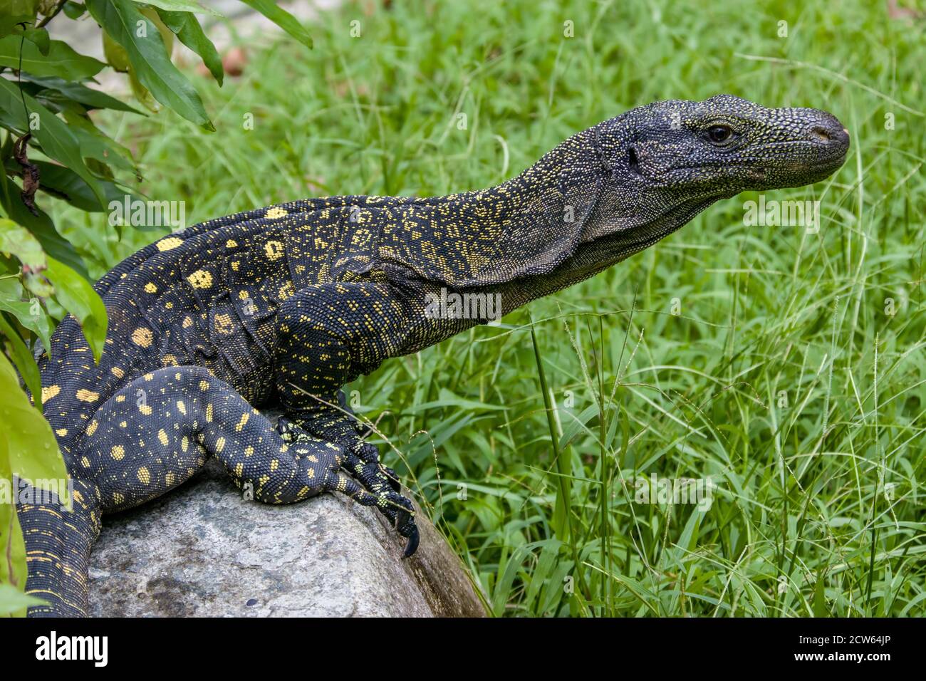Crocodile monitor hi-res stock photography and images - Alamy