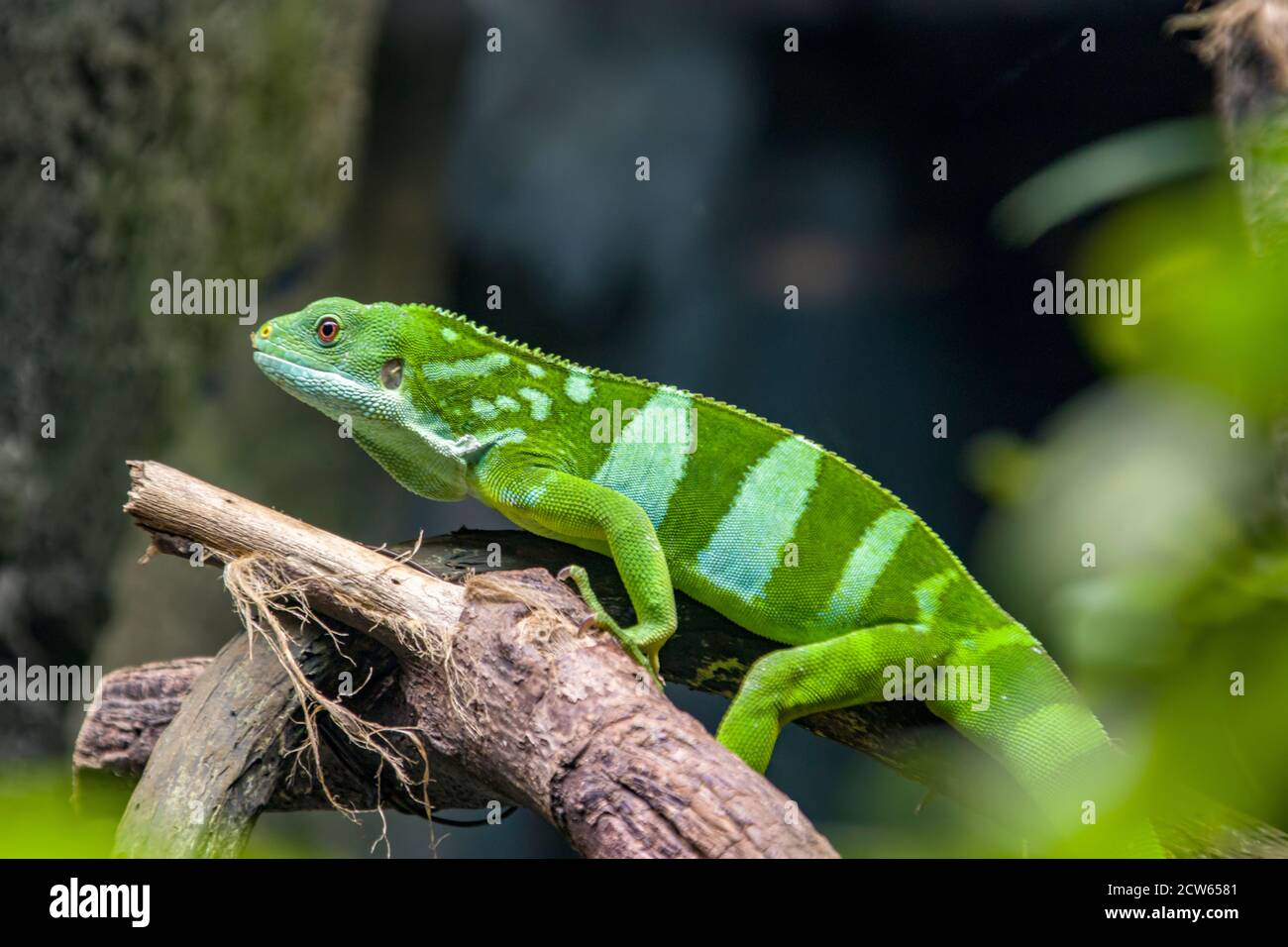 the closeup image of Fiji banded iguana (Brachylophus fasciatus) An ...