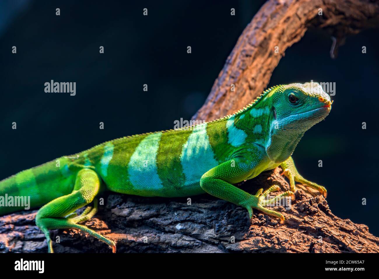 the closeup image of Fiji banded iguana (Brachylophus fasciatus) An ...