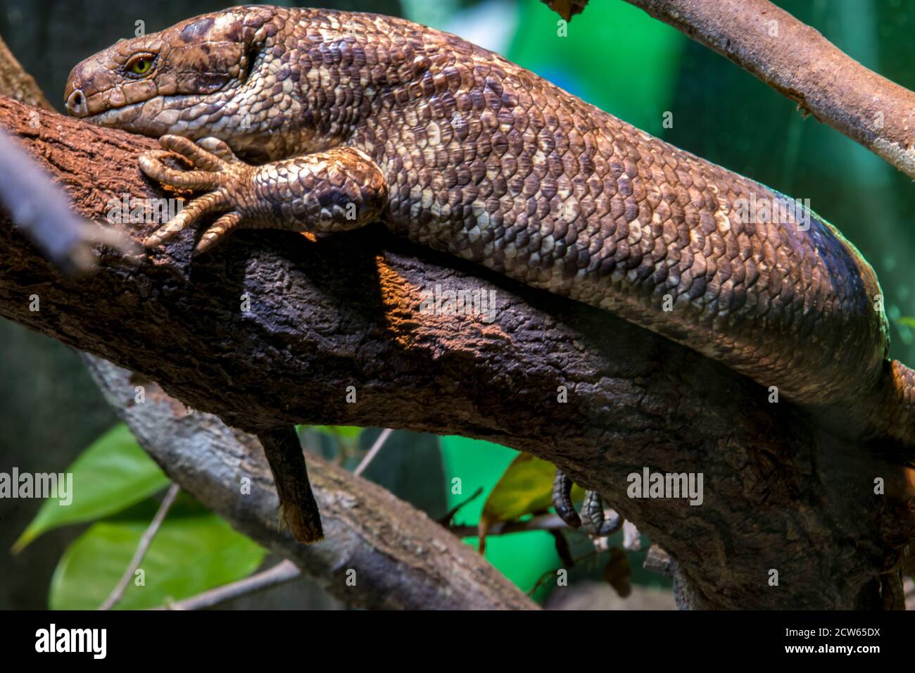 The Solomon Islands skink (Corucia zebrata) is an arboreal species of ...