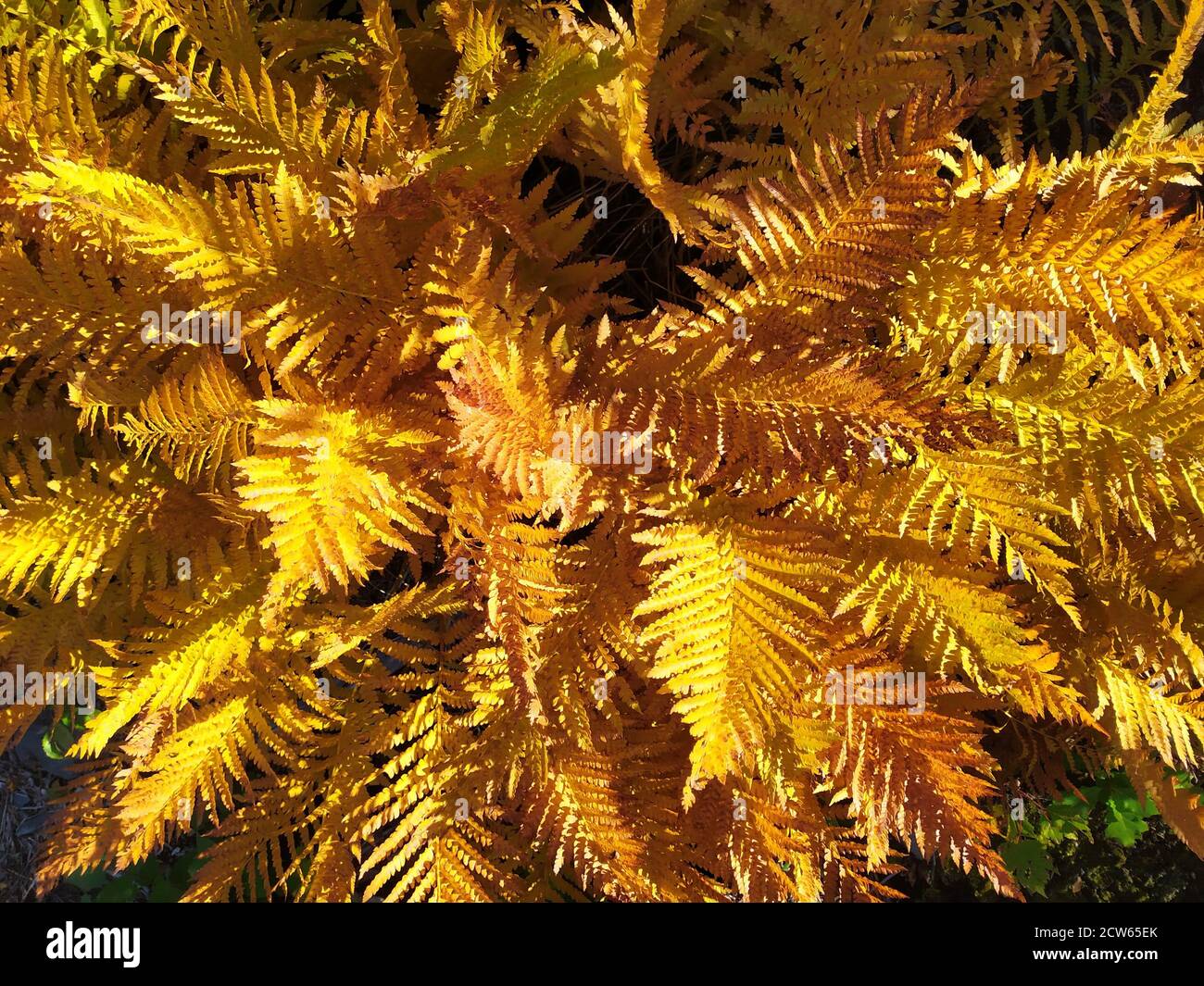 Fern and fall and canada hi-res stock photography and images - Alamy