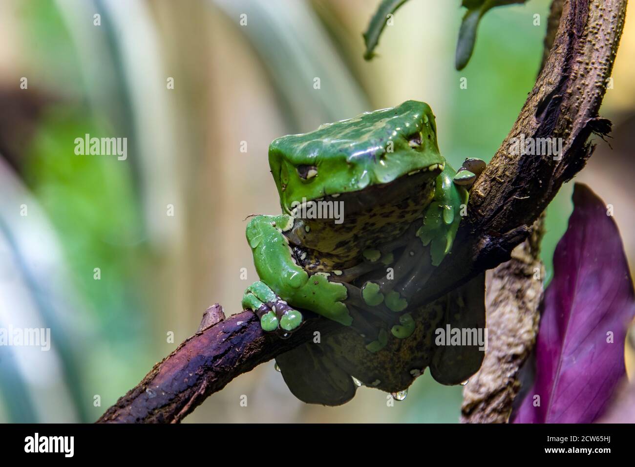 Amazon rainforest frog brazil hi-res stock photography and images - Alamy