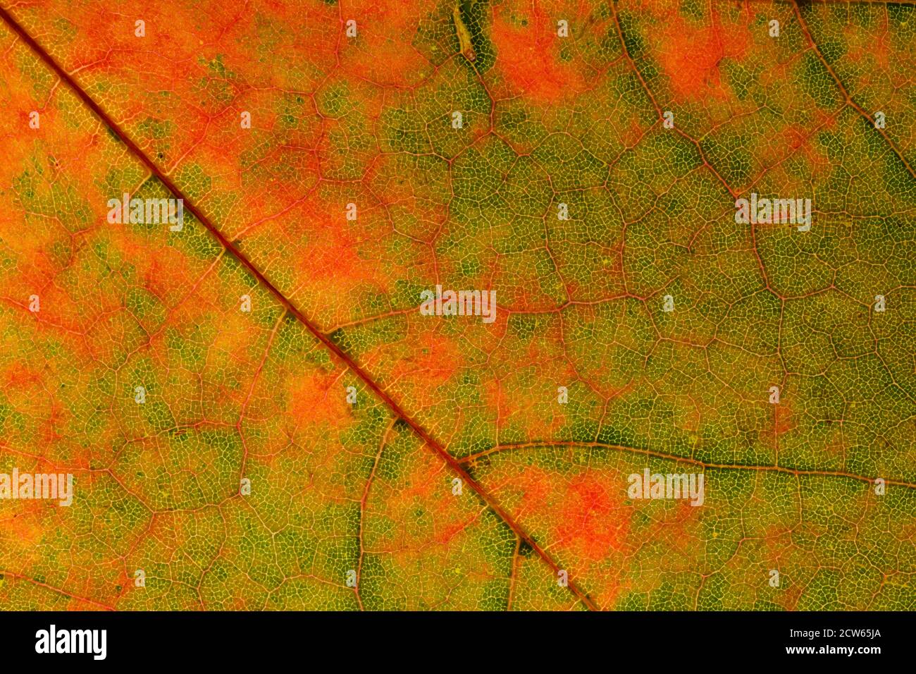 beautiful maple leaf close up. background for design Stock Photo - Alamy