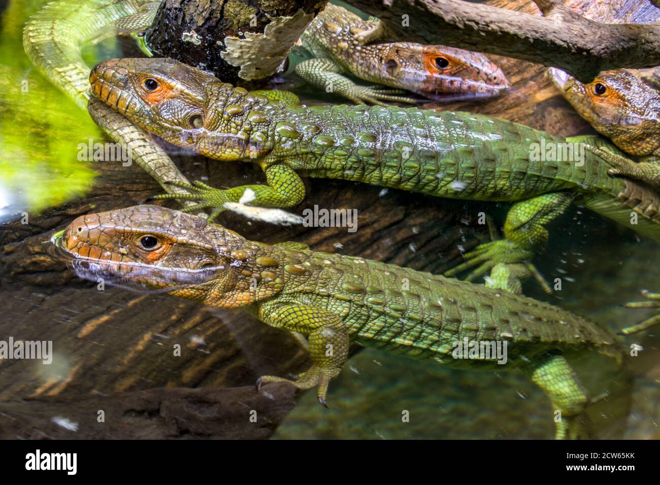 Caiman lizard lizards hi-res stock photography and images - Alamy