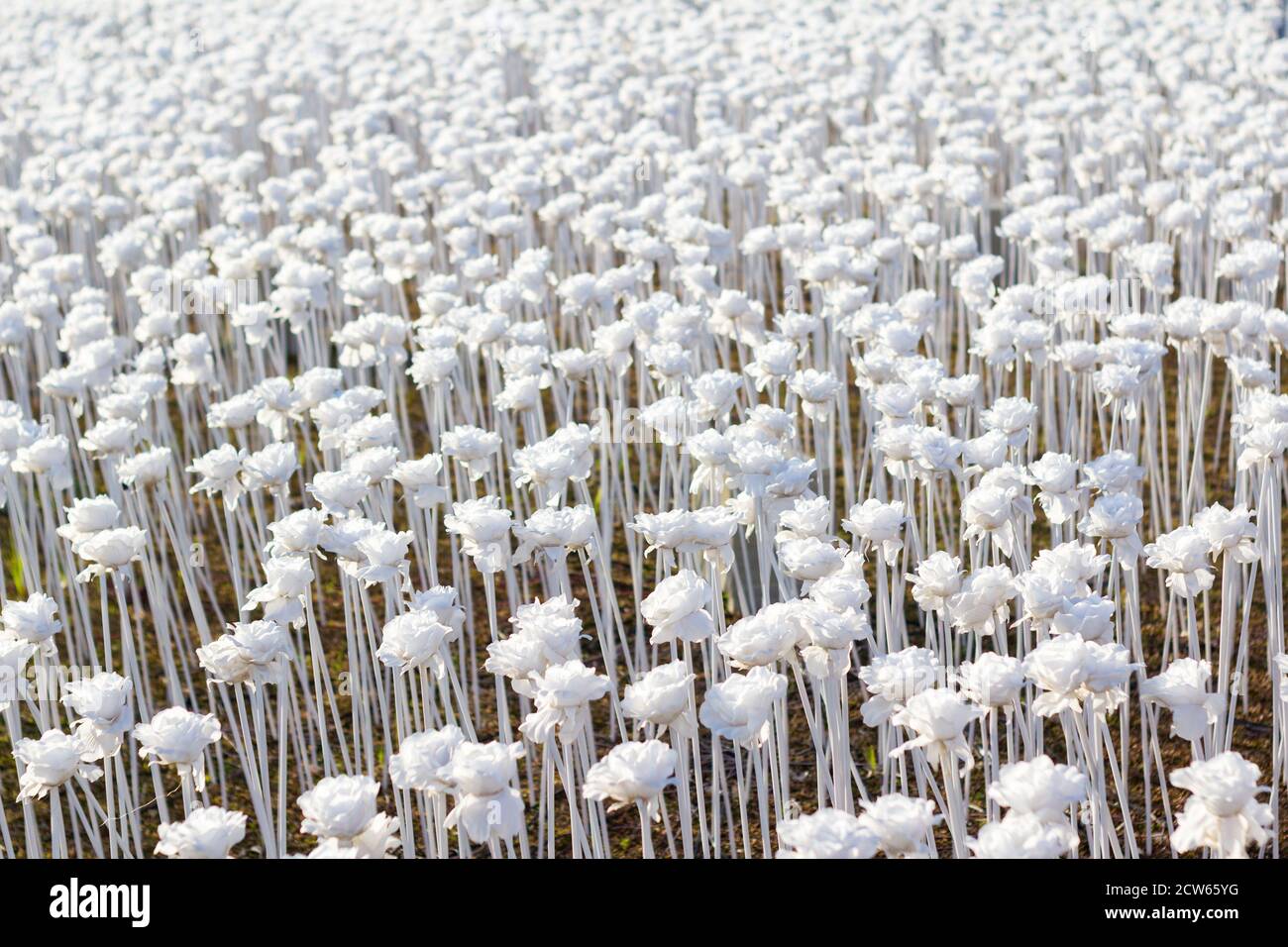 White plastic LED flowers during daytime at a local cafe in Cebu Stock ...