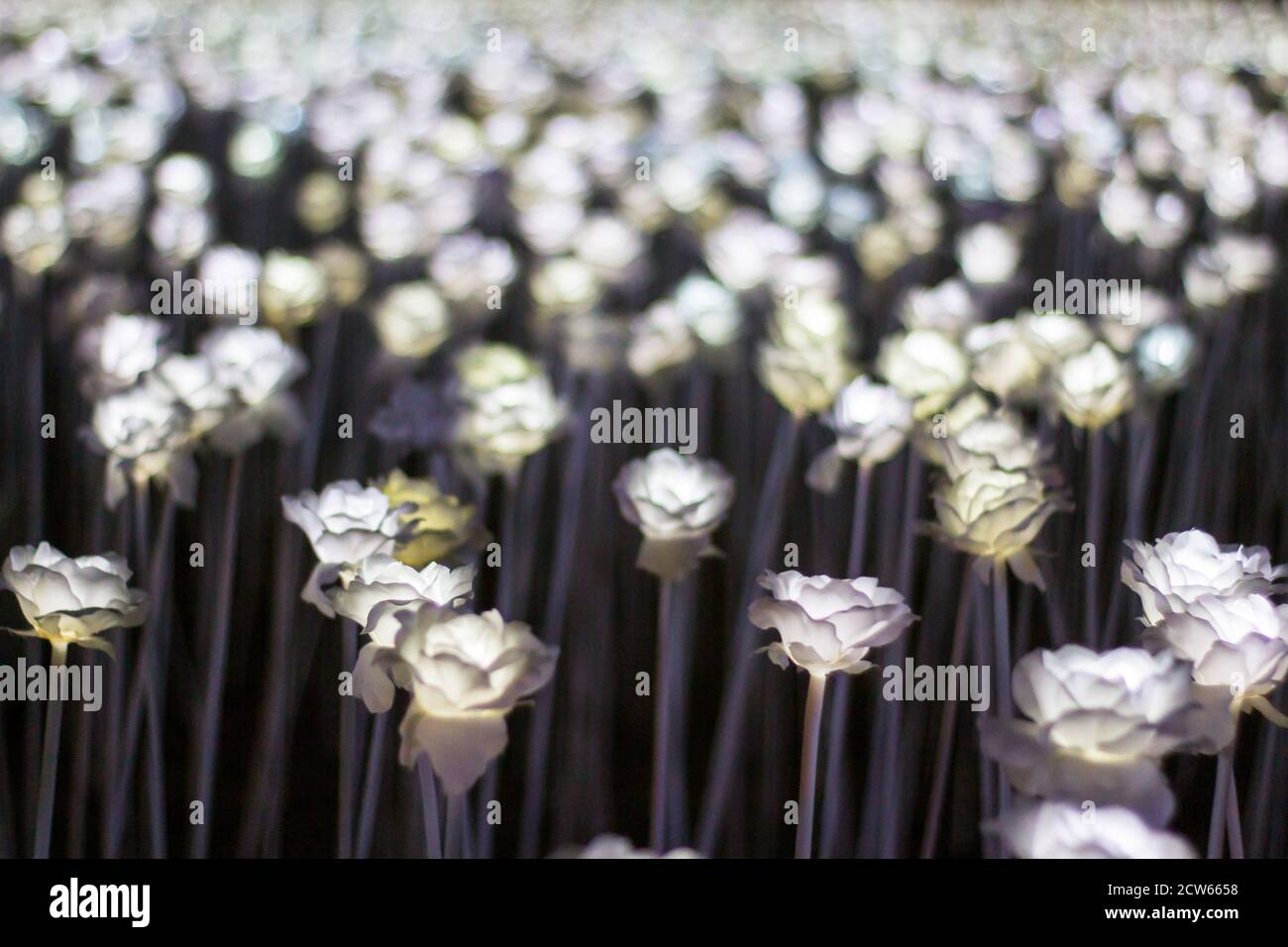 Plastic LED white flowers aglow in the evening at a local cafe in Cebu ...
