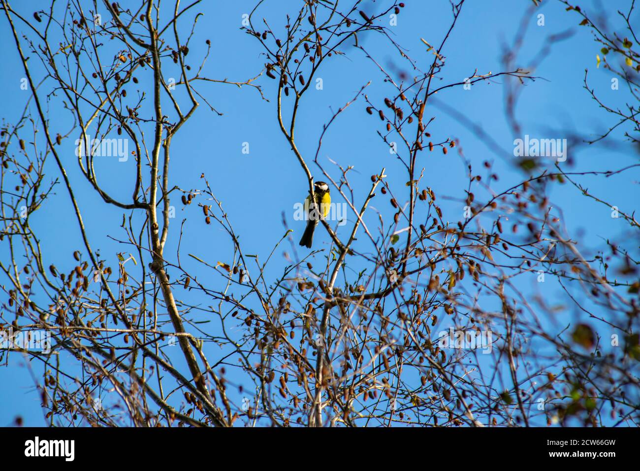 Parus major in tree hi-res stock photography and images - Alamy