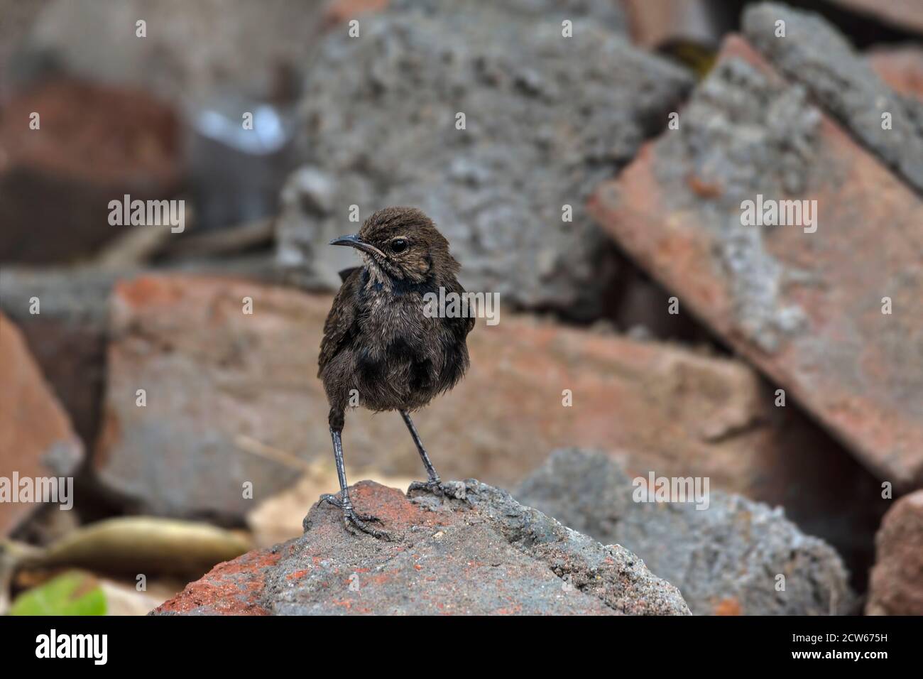 Female robin hi-res stock photography and images - Alamy