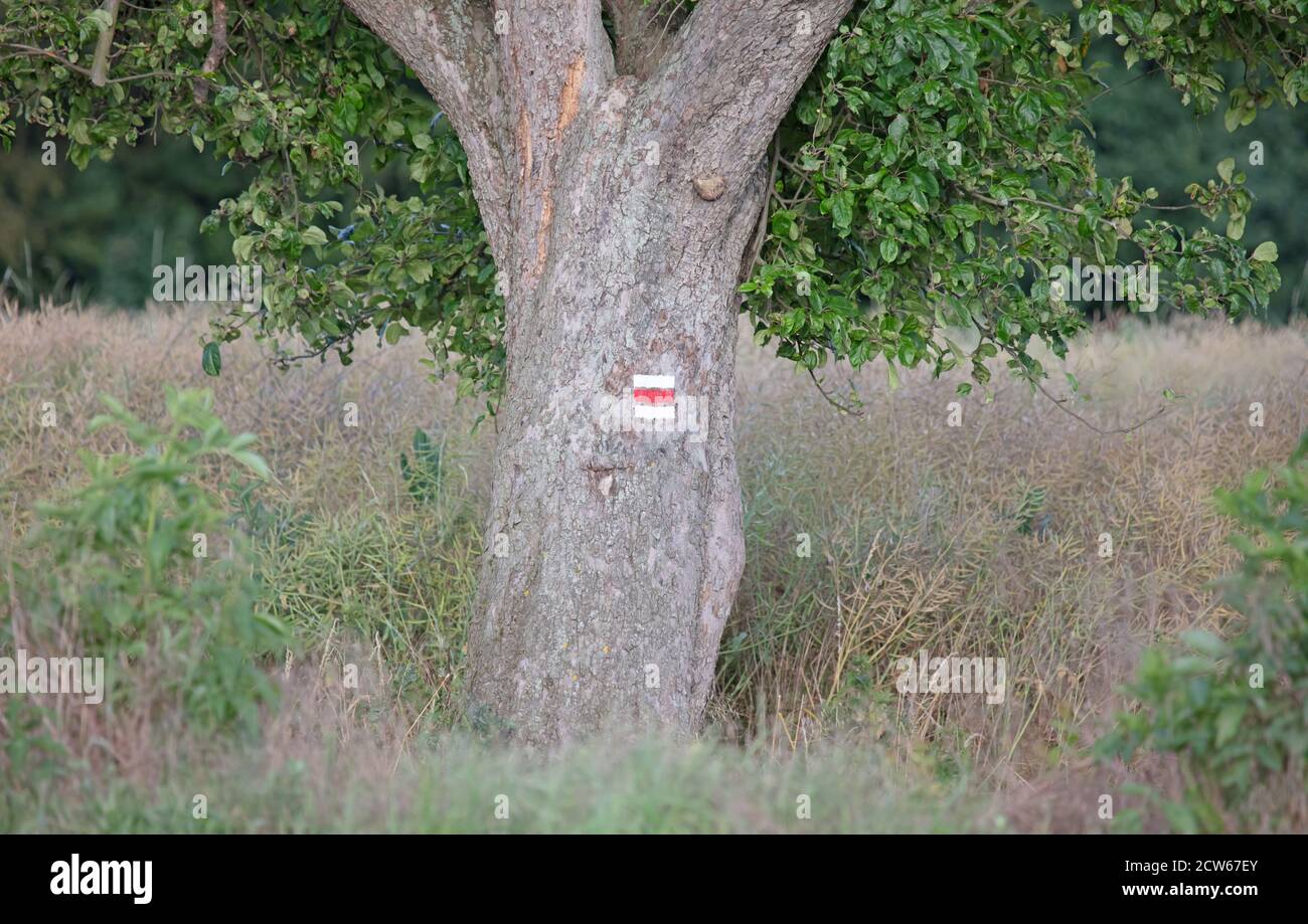 Marking the tourist route painted on the tree - Travel route sign Stock ...