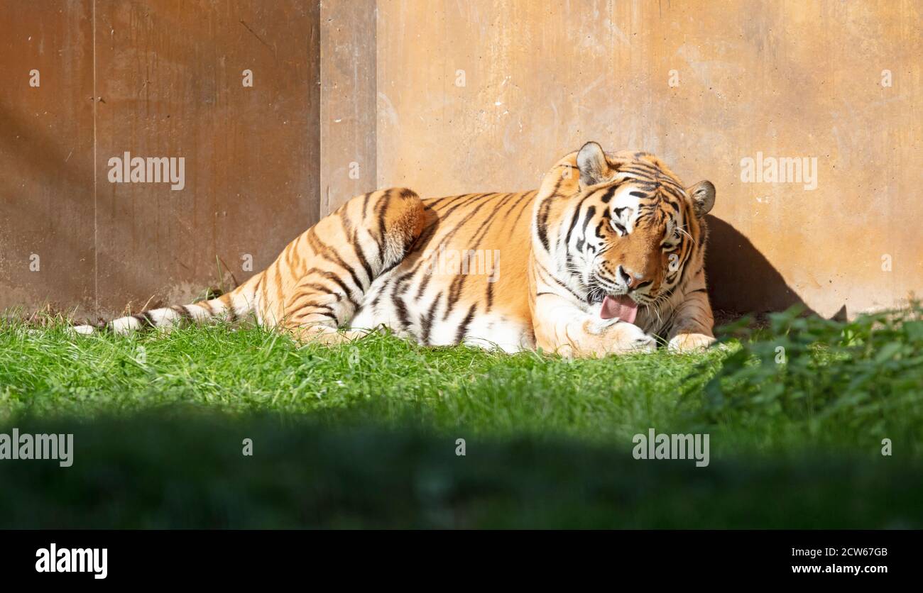 Tiger washing hi-res stock photography and images - Alamy