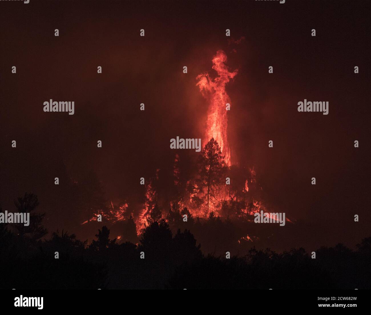 St. Helena, United States. 28th Sep, 2020. Trees candle in the Glass ...