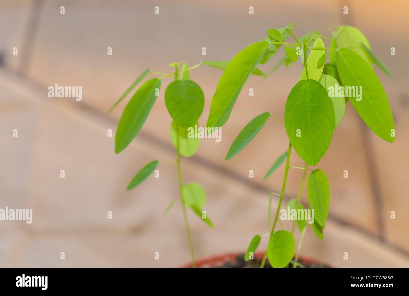 The telegraph plant or Dancing plant seedlings, fascinating plant Stock ...
