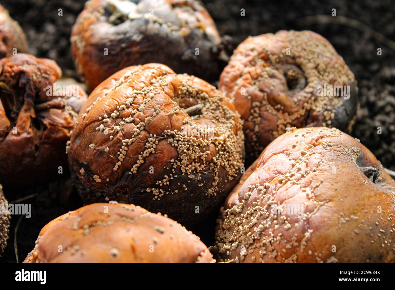 Mold on apples hi-res stock photography and images - Alamy