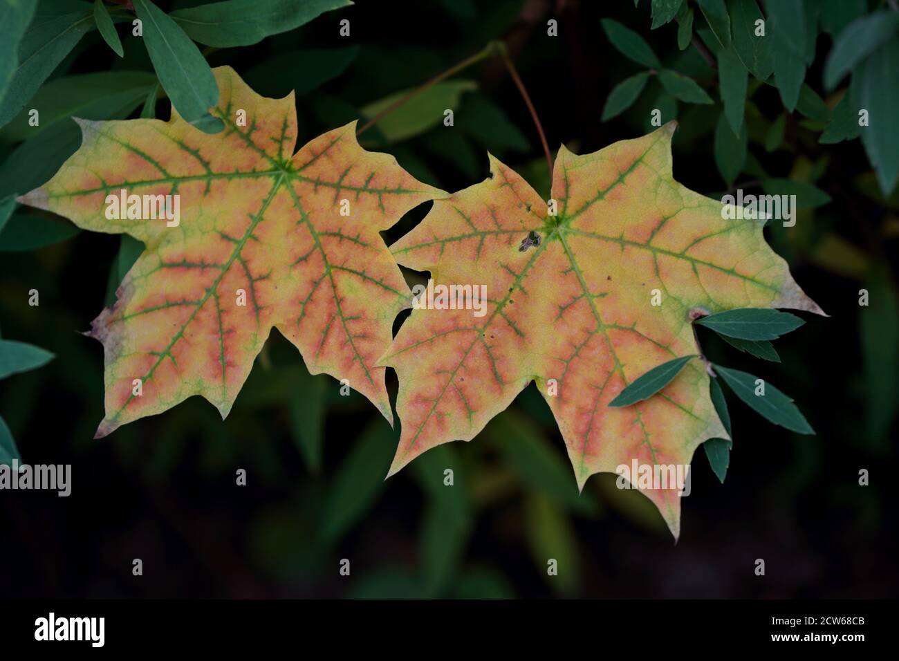 Two colorful maple leaves hi-res stock photography and images - Alamy