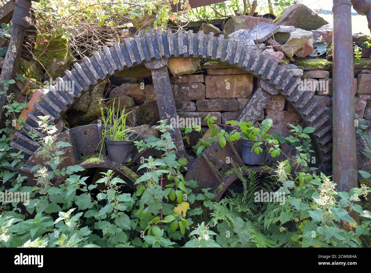 Large mill wheel cogs and gears rusting in undergrowth on a farm in ...