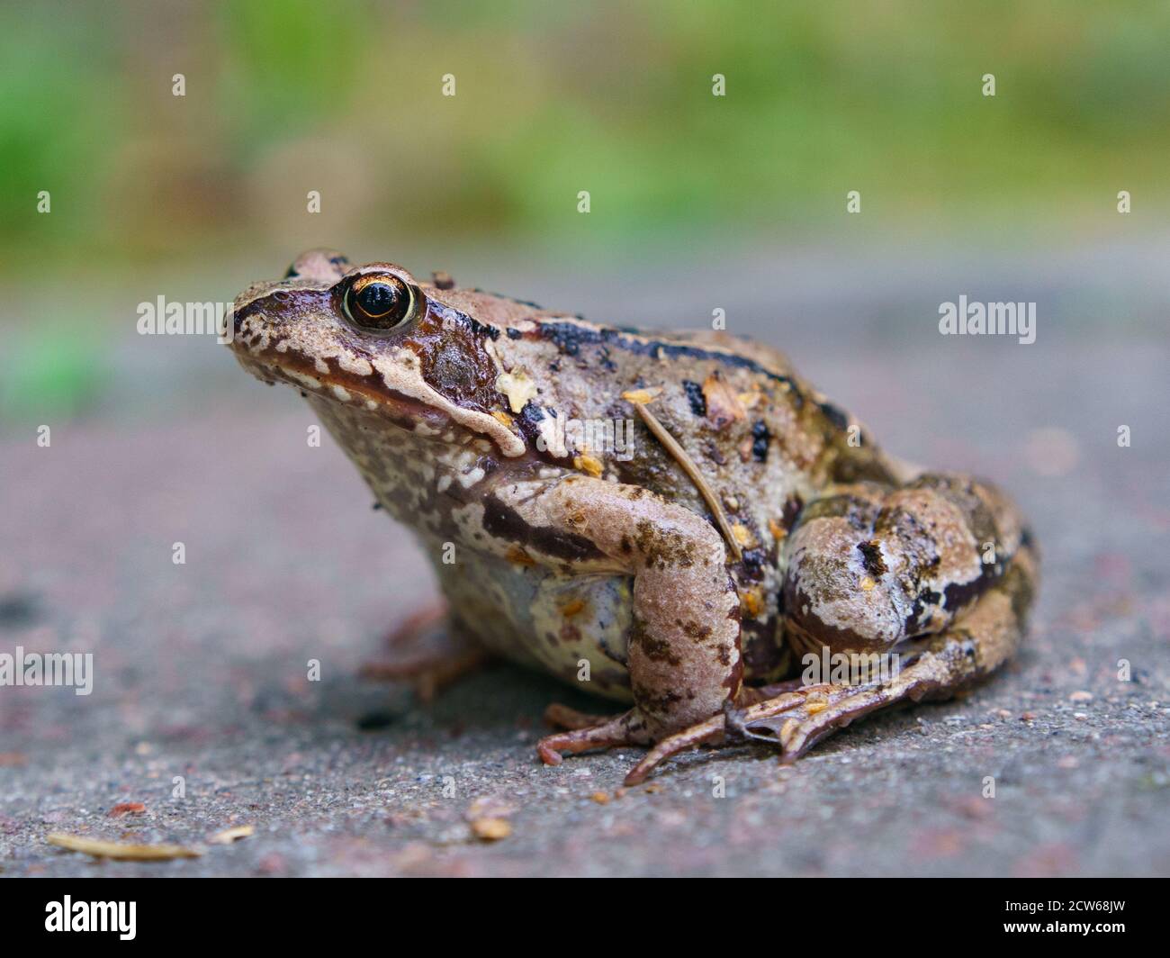 Photography of a common frog (rana temporaria or ground frog). Natural ...