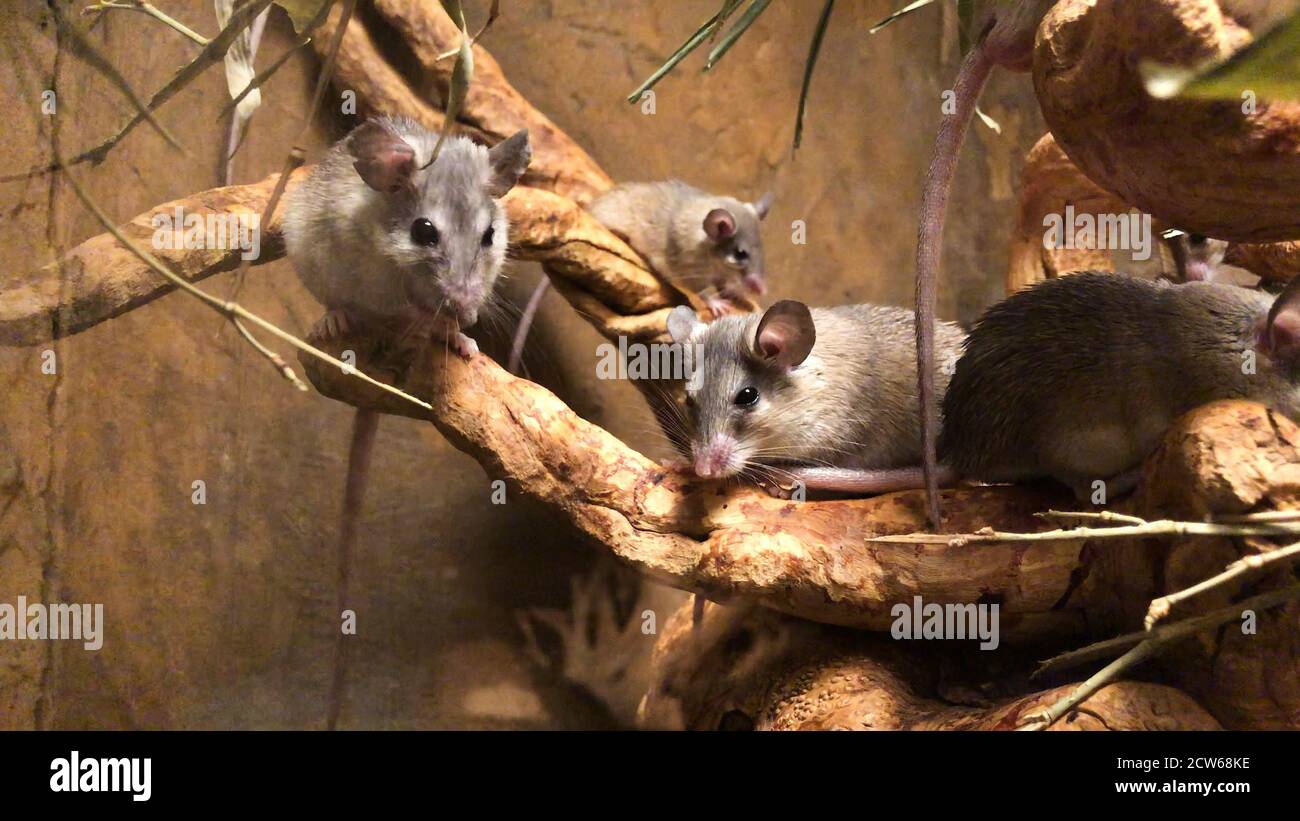 Mouse family having some rest Stock Photo - Alamy