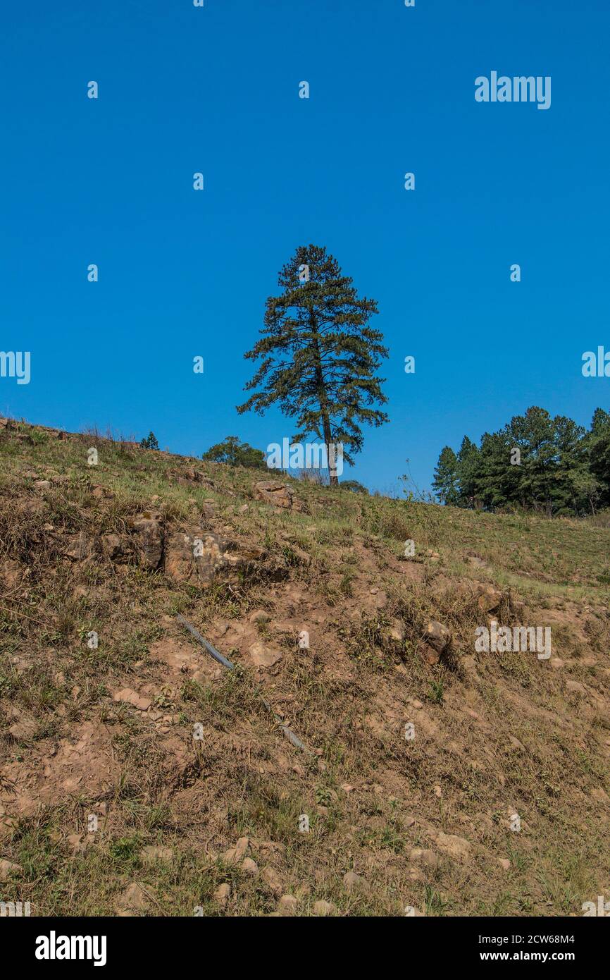 Single tree growing alone on top of steep hill Stock Photo - Alamy